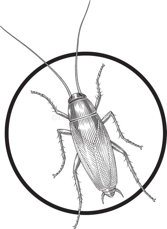 Cockroach Engraving Stock Illustrations – 1,025 Cockroach Engraving ...
