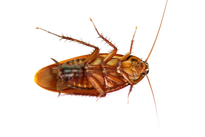 Cockroach stock photo. Image of body, cockroach, crawly - 29887982