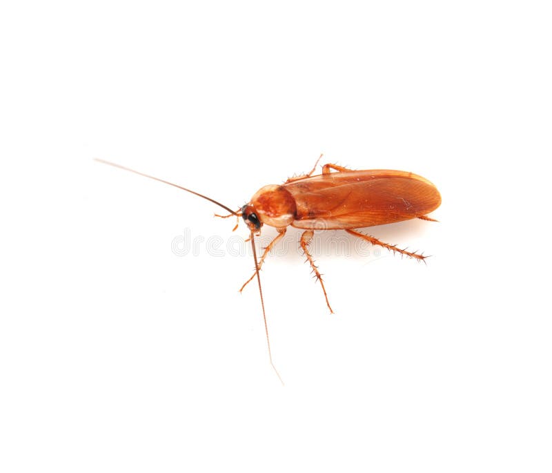 Cockroach stock image. Image of dead, closeup, dirt, crawling - 11189809