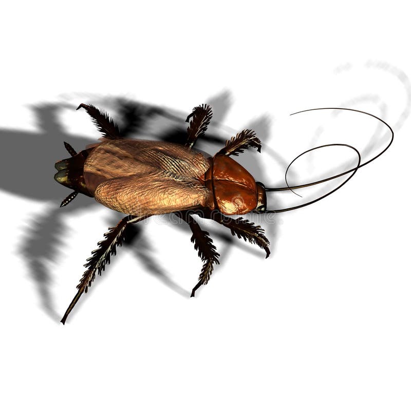 Cockroach Free Stock Photos & Pictures, Cockroach Royalty-Free and ...