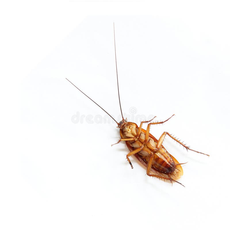 Isolated Dead Cockroach Roach Stock Photo - Image of isolated, back ...