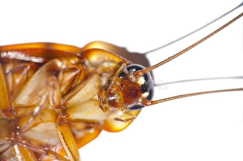 Close up of a cockroach stock photo. Image of head, insect - 19668270