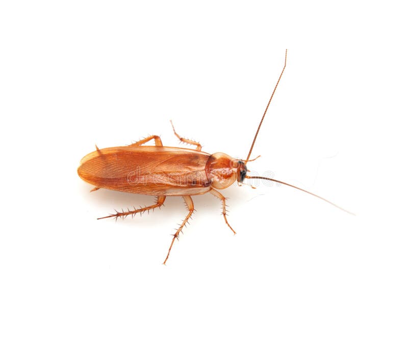 Cockroach Lying Upside Down Stock Image - Image of hairy, abdomen: 27509399