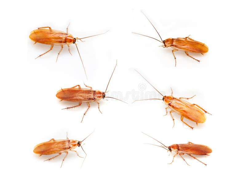 Cockroach Lying Upside Down Stock Image - Image of hairy, abdomen: 27509399
