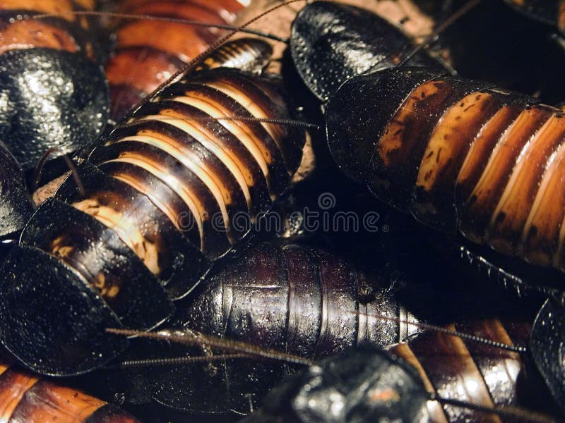 Hissing cockroach in hand stock image. Image of child - 6814797