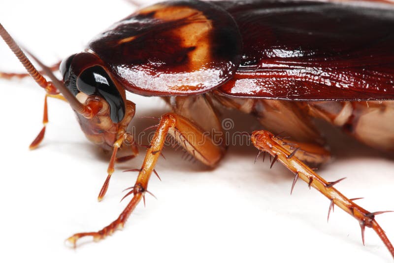 4,106 Head Of A Cockroach And Label Stock Photos - Free & Royalty-Free ...