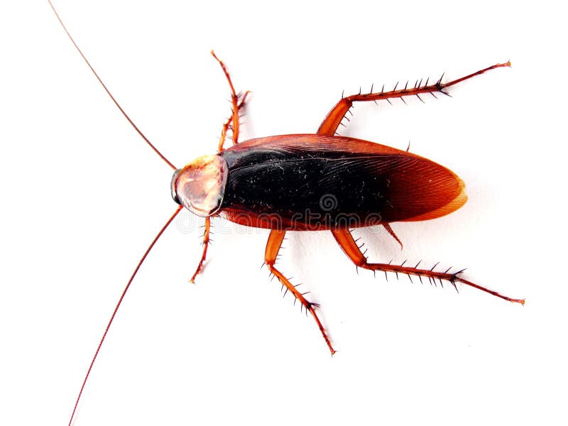 Cockroach stock image. Image of detail, closeup, disgusting - 75479