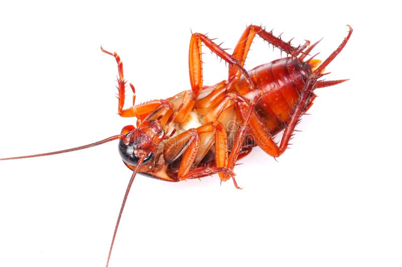 Cockroach stock image. Image of carcass, health, creature - 8895053