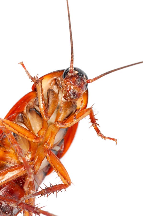 Cockroach stock image. Image of carcass, health, creature - 8895053