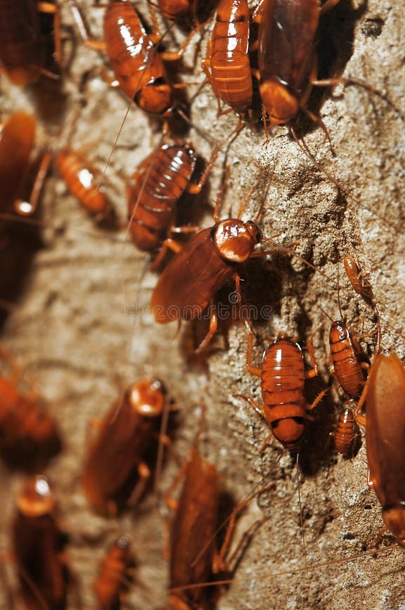 Cockroach stock photo. Image of urban, pest, horror, closeup - 9725818