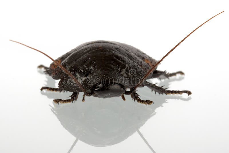 Cockroach stock image. Image of detail, closeup, disgusting - 75479
