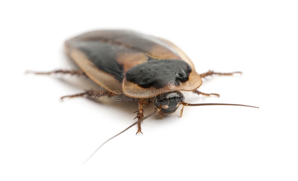 Cockroach Against White Background Stock Photo - Image of front ...