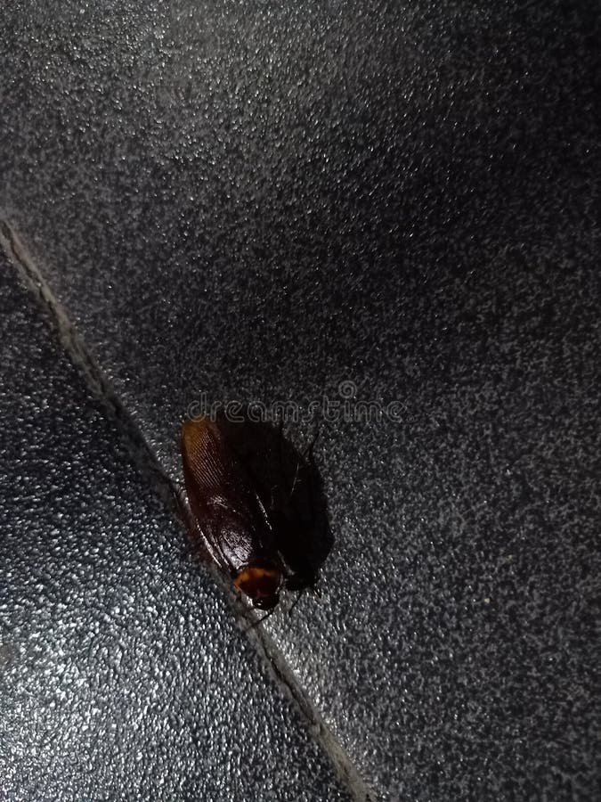 Cockroach Alone on the Ceramic at Night Stock Photo - Image of ...