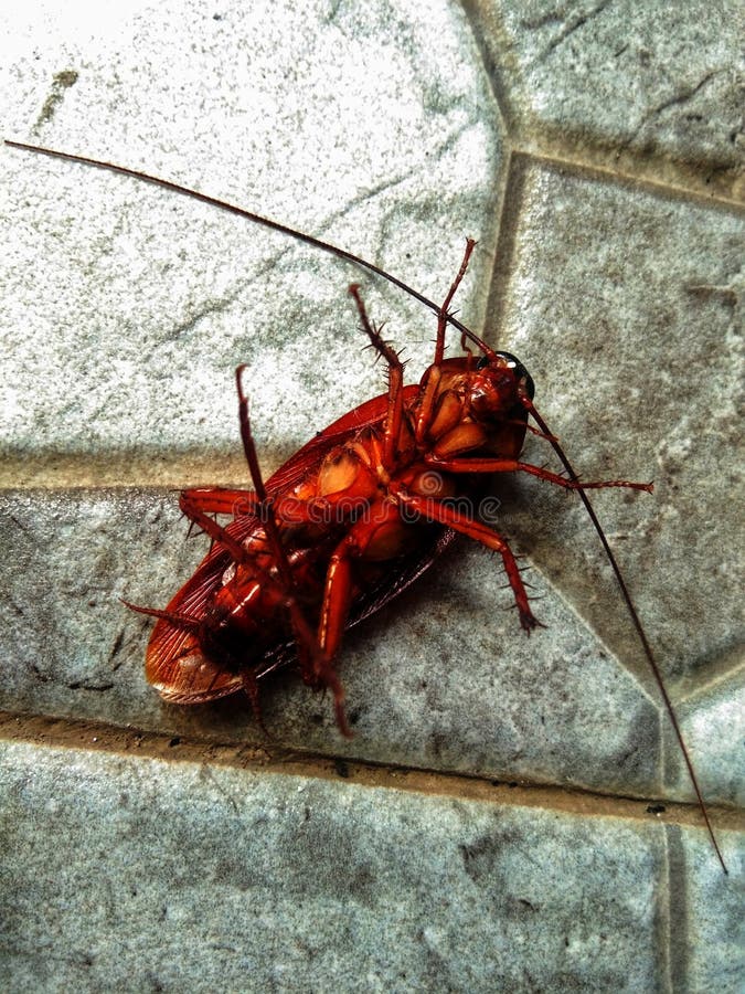 This is cockroach stock image. Image of piles, cockroach - 229053721