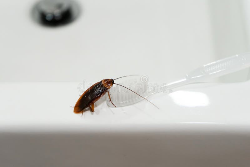 Cockroach in the Bathroom on the Sink. the Problem with Insects Stock ...