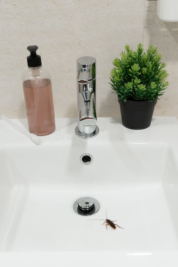 Cockroach in the Bathroom on the Sink. the Problem with Insects Stock ...