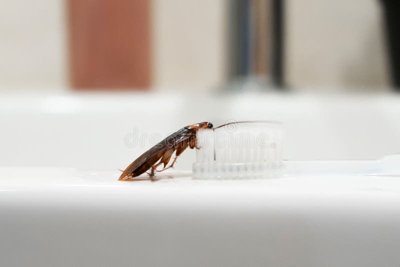 Cockroach in the Bathroom on the Sink. the Problem with Insects Stock ...
