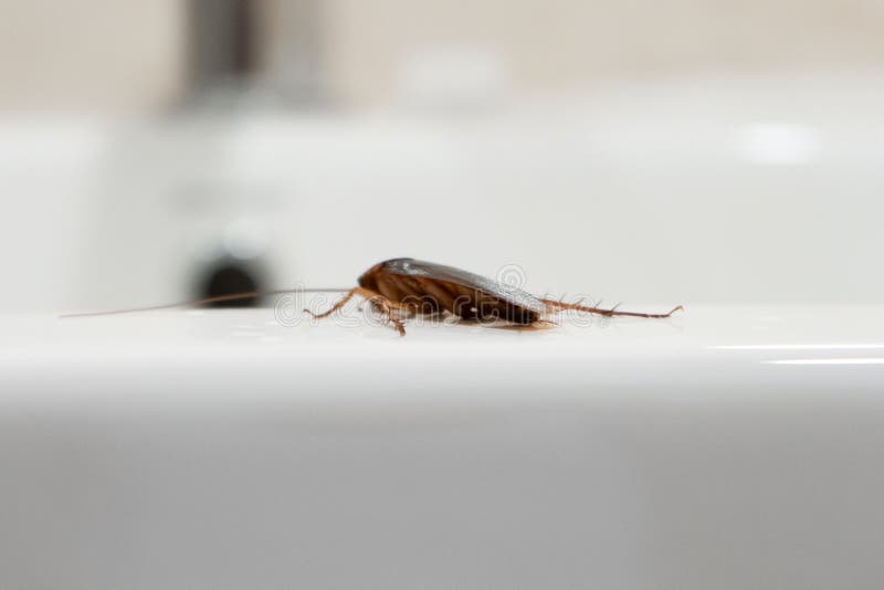 Cockroach in the Bathroom on the Sink. the Problem with Insects Stock ...