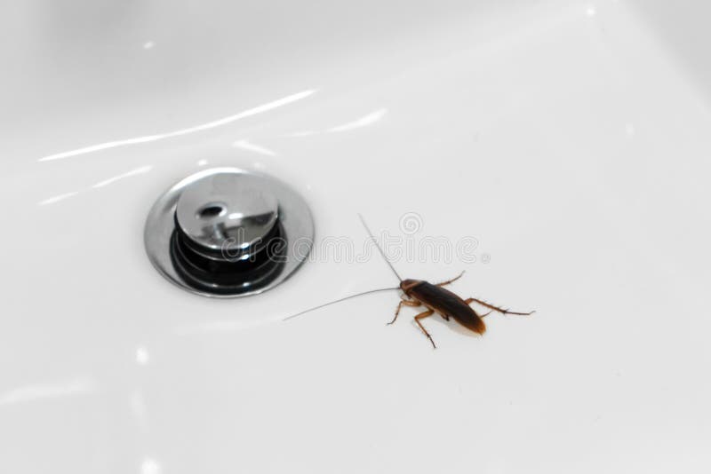 Cockroach in the Bathroom on the Sink. the Problem with Insects Stock ...