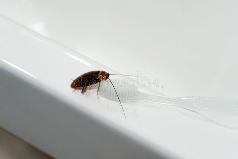 Cockroach in the Bathroom on the Sink. the Problem with Insects Stock ...