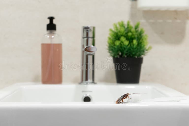 Cockroach in the Bathroom on the Sink. the Problem with Insects Stock ...