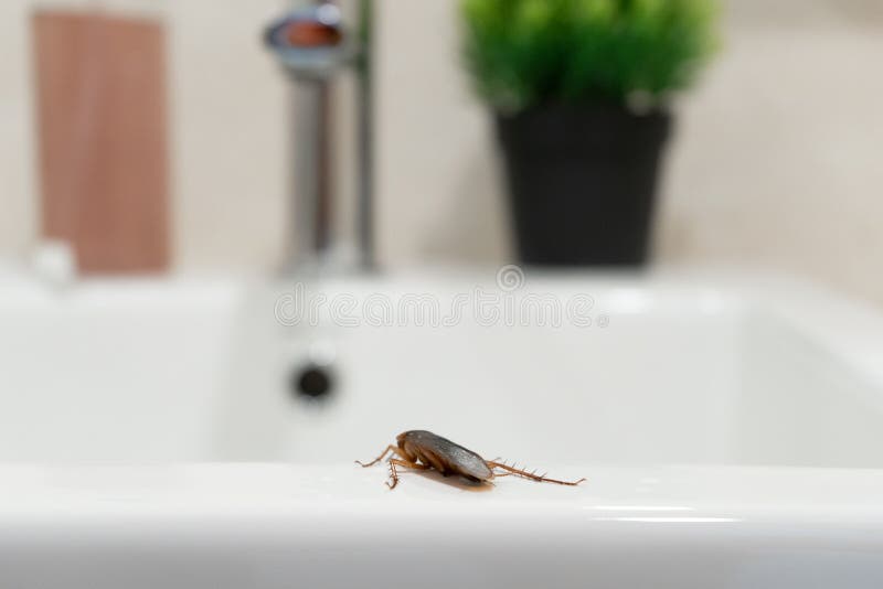 Cockroach in the Bathroom on the Sink. the Problem with Insects Stock ...