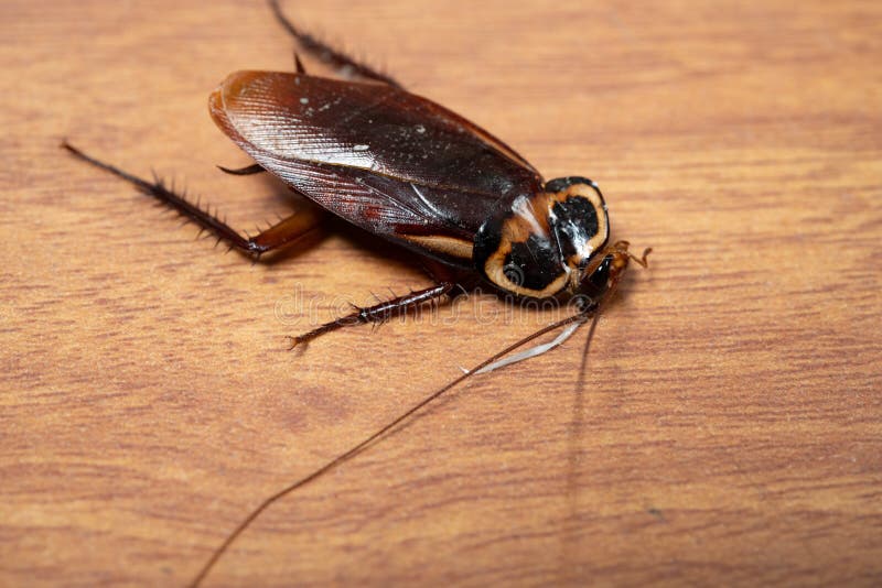 A Cockroach Being Smashed on the Ground Stock Photo - Image of dirt ...