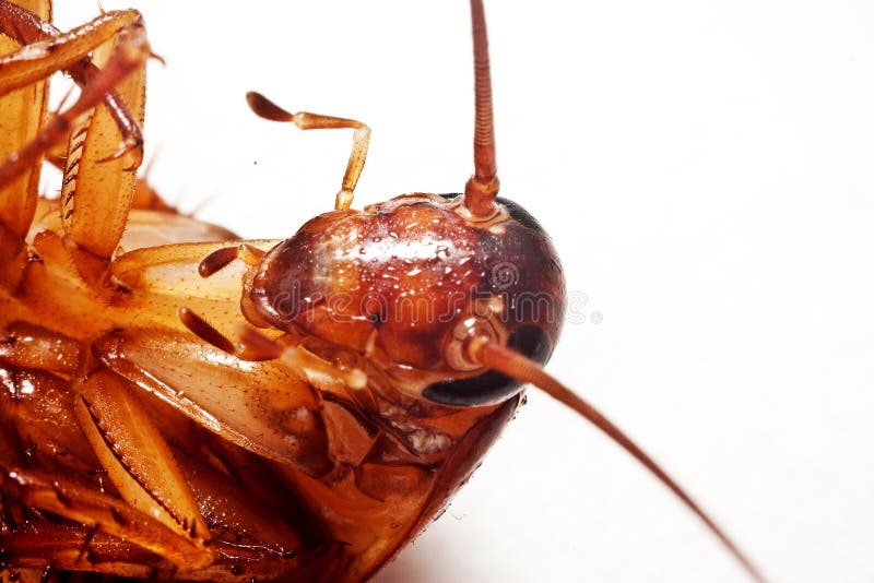 Cockroach macro stock photo. Image of infestation, hygiene - 1374178