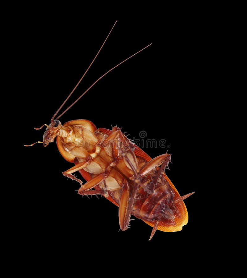 Cockroach on Black Background Stock Image - Image of crawly, body: 58361173
