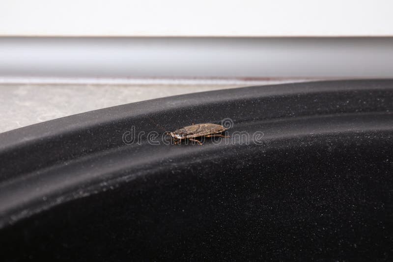 Cockroach in Black Sink. Pest Control Stock Photo - Image of domestic ...