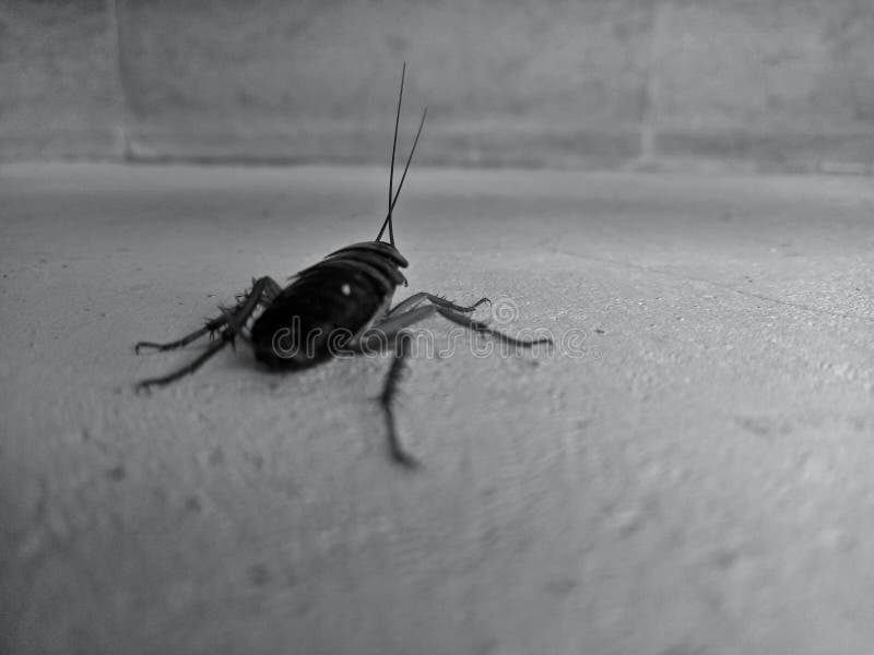 Cockroach Black and White Stock Image Stock Image - Image of black ...