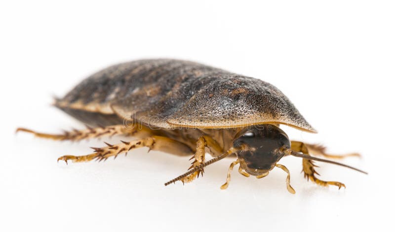 Blaptica Dubia, Dubia Roach, Also Known As the Orange-spotted Roach in ...
