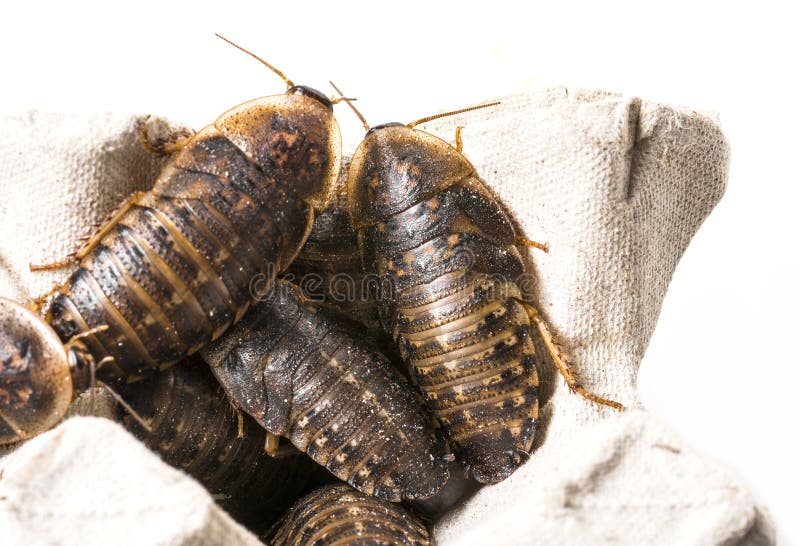 Dubia Cockroach, Blaptica Dubia Stock Image - Image of length, studio ...