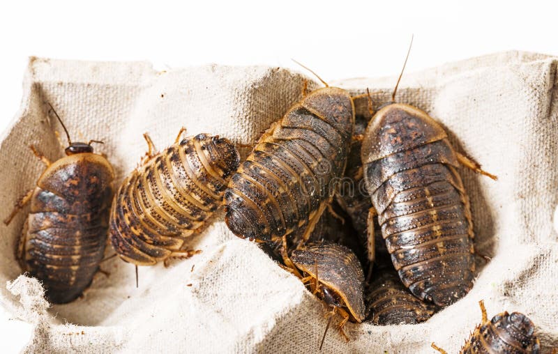 Dubia Cockroach, Blaptica Dubia Stock Image - Image of length, studio ...