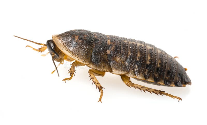 Cockroach - Blaptica dubia stock photo. Image of health - 82726948