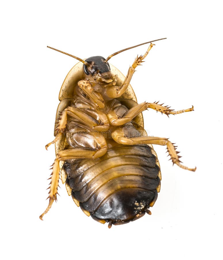 Dubia Cockroach, Blaptica Dubia Stock Image - Image of length, studio ...