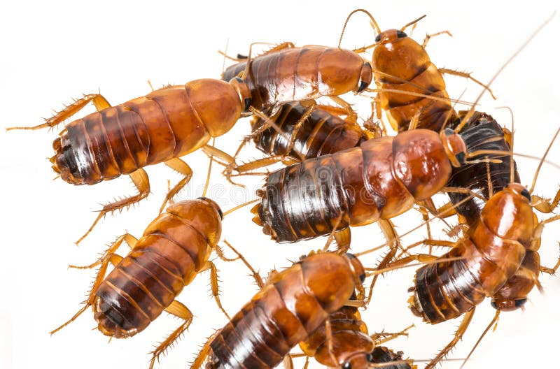 Cockroach - Blatta Lateralis Stock Photo - Image of creepy, control ...