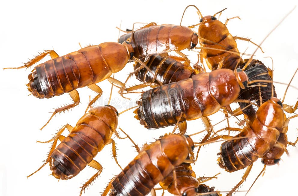 Cockroach - Blatta Lateralis Stock Photo - Image of creepy, control ...