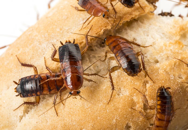 Cockroach - Blatta Lateralis Stock Photo - Image of blatta, food: 82727846