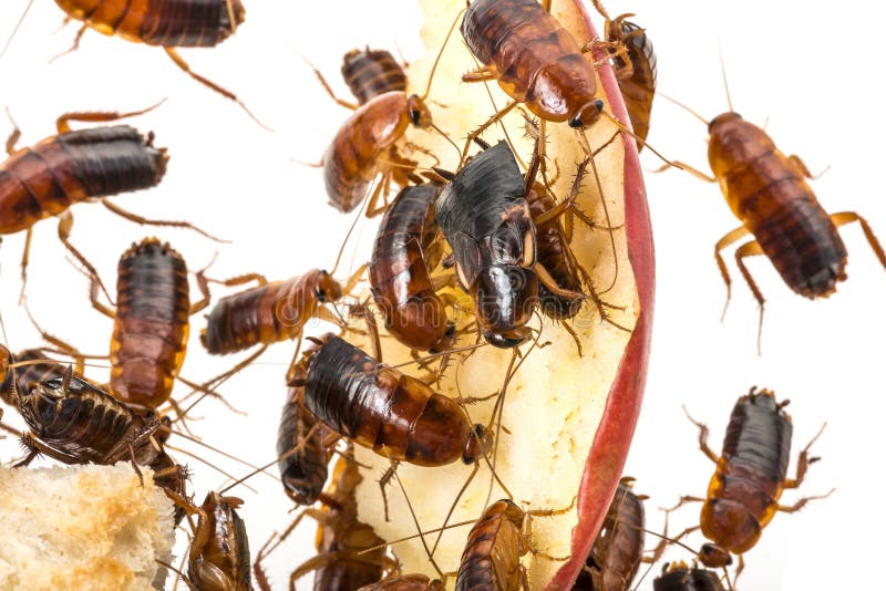 Cockroach - Blatta Lateralis Stock Photo - Image of legs, cockroach ...