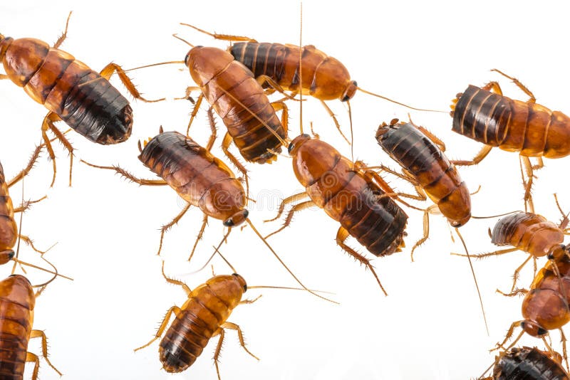 Cockroach - Blatta Lateralis Stock Photo - Image of focus, food: 82727960