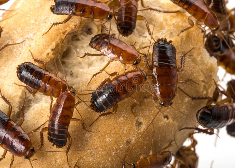 Cockroach - Blatta Lateralis Stock Image - Image of control, blatta ...