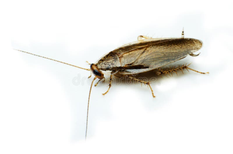 Cockroach stock photo. Image of insects, born, eyes, blattella - 40294970