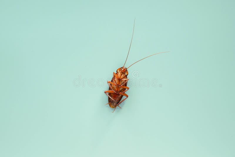 Cockroach on Blue Background. Insect Bug Stock Image - Image of creepy ...