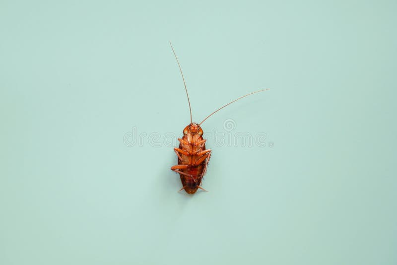 Cockroach on Blue Background. Insect Bug Stock Image - Image of creepy ...
