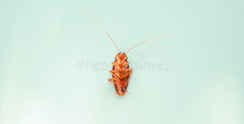 Cockroach on Blue Background. Insect Bug Stock Image - Image of creepy ...