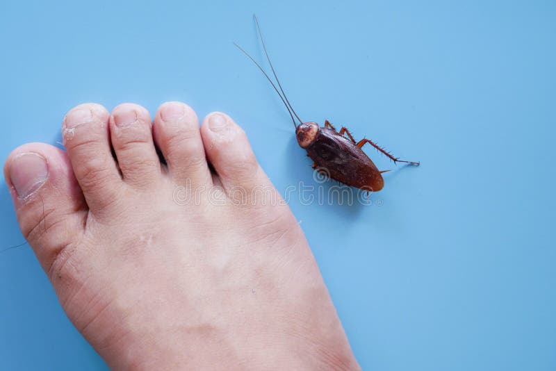 Cockroach on Blue Background. Insect Bug Stock Photo - Image of wings ...