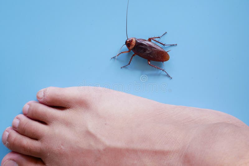 Cockroach on Blue Background. Insect Bug Stock Image - Image of creepy ...