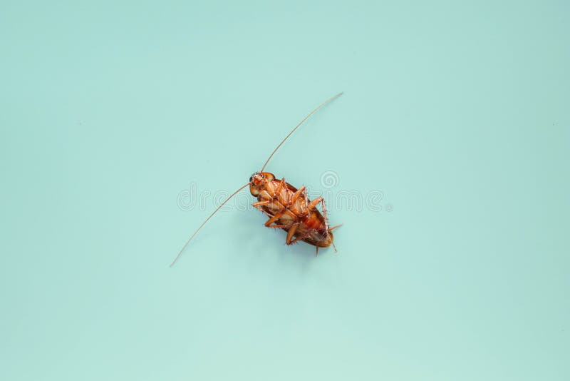 Cockroach on Blue Background. Insect Bug Stock Image - Image of creepy ...