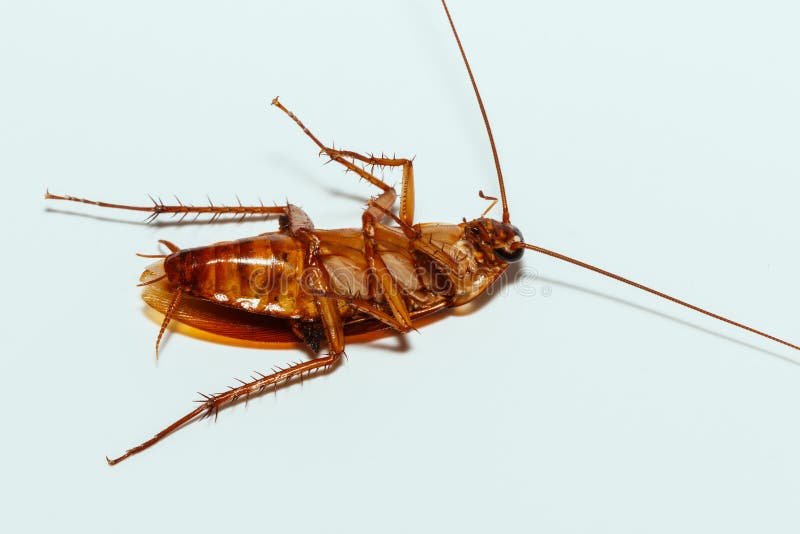 Cockroach Brown With Antennae Stock Photo - Image of cockroach, brown ...